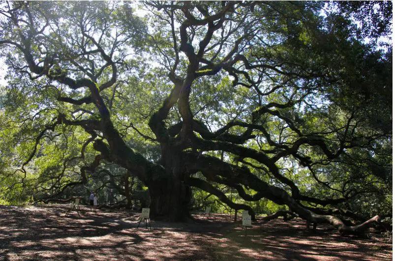 Best Things to Do in Charleston, South Carolina - Fully Explained